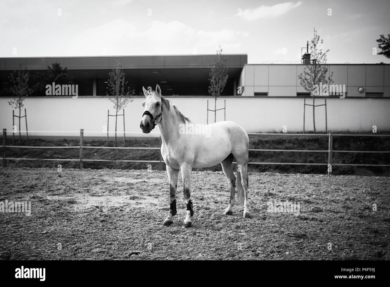 Portrait of a horse indoor in a riding hall Stock Photo - Alamy