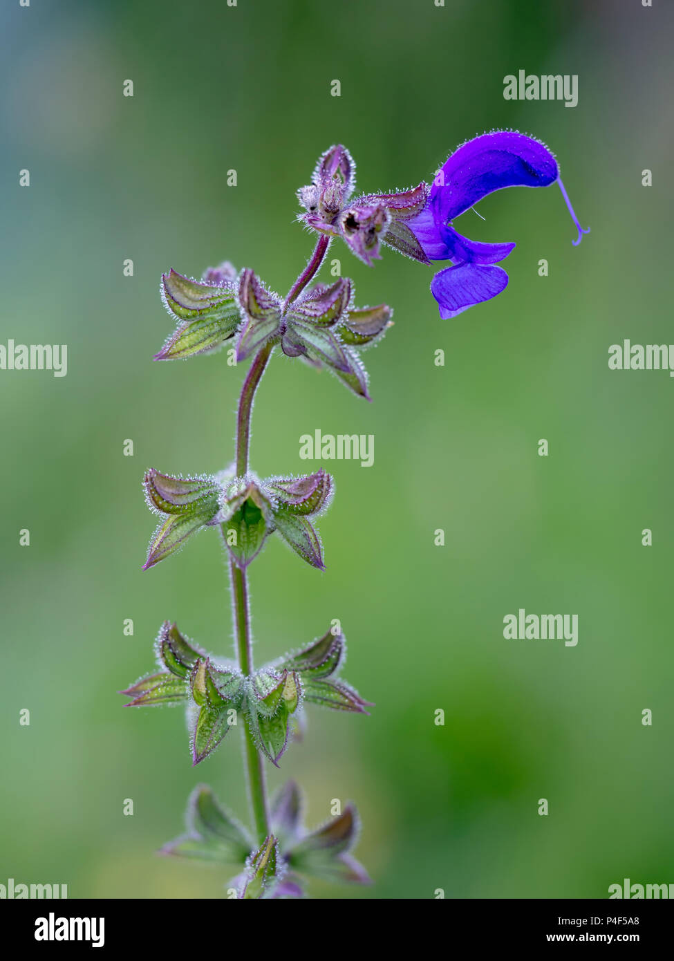 Meadow clary, wild, meadow sage, salvia pratensis Stock Photo - Alamy