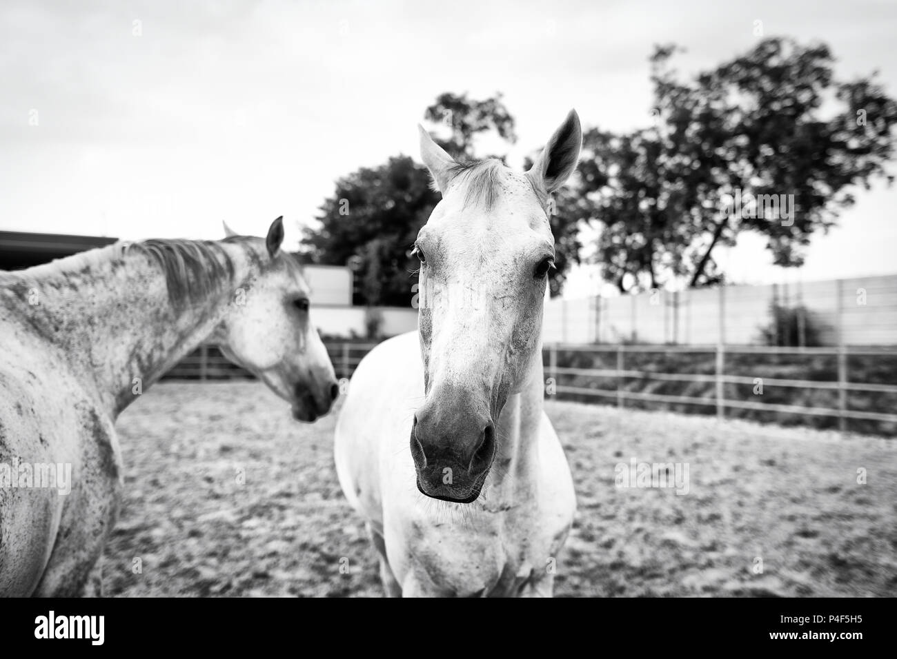 Portrait of two horses indoor in a riding hall Stock Photo - Alamy