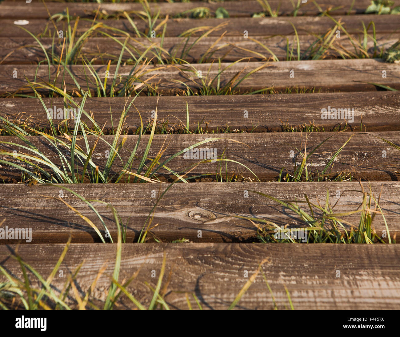 Wooden bridge on the green grass. Low bridges - a path among the grass ...