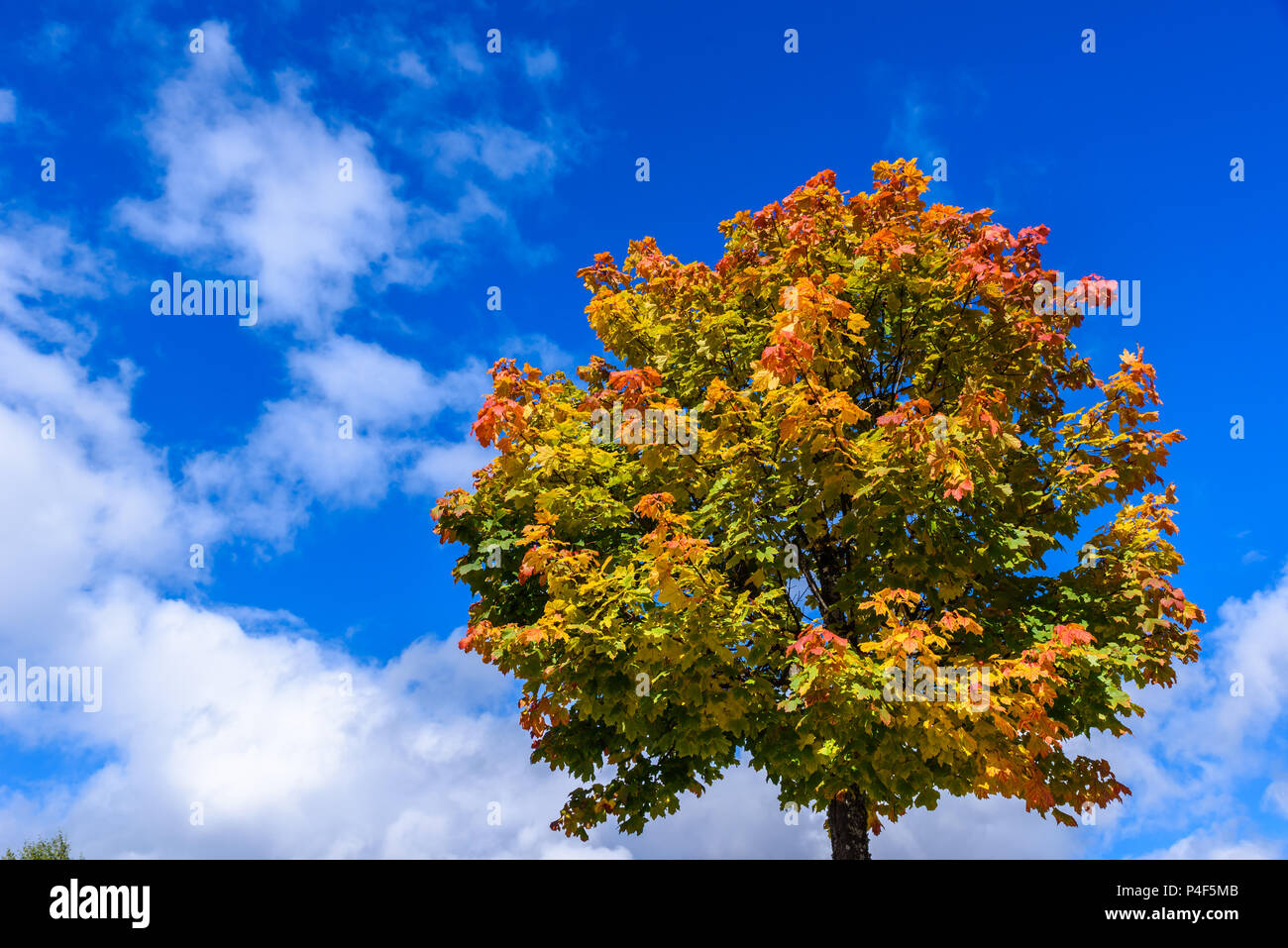 Colorful tree in autumn season Stock Photo - Alamy