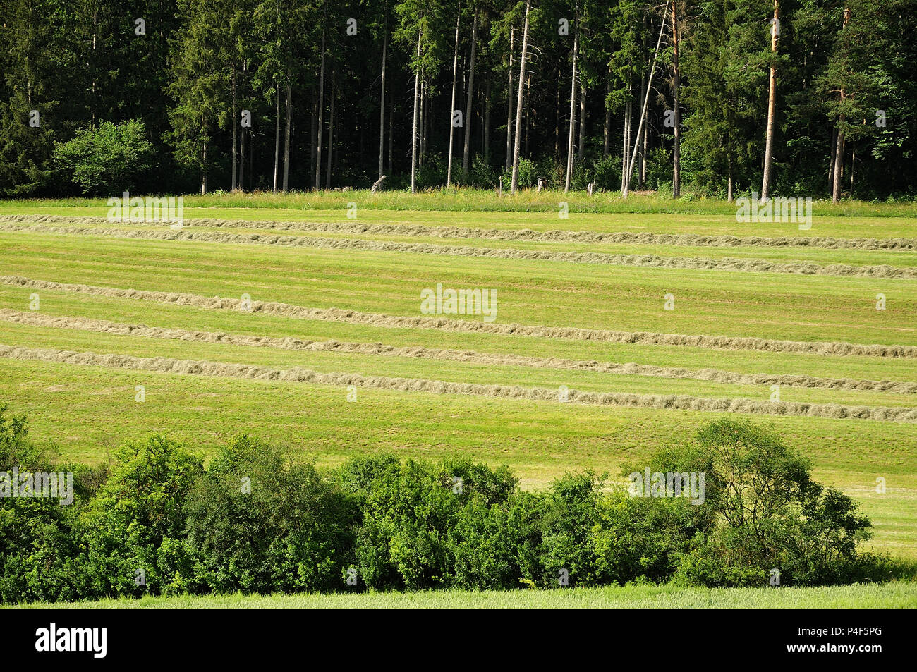 summer landscape with shrubs, meadow and forest, mown grass drying in ...