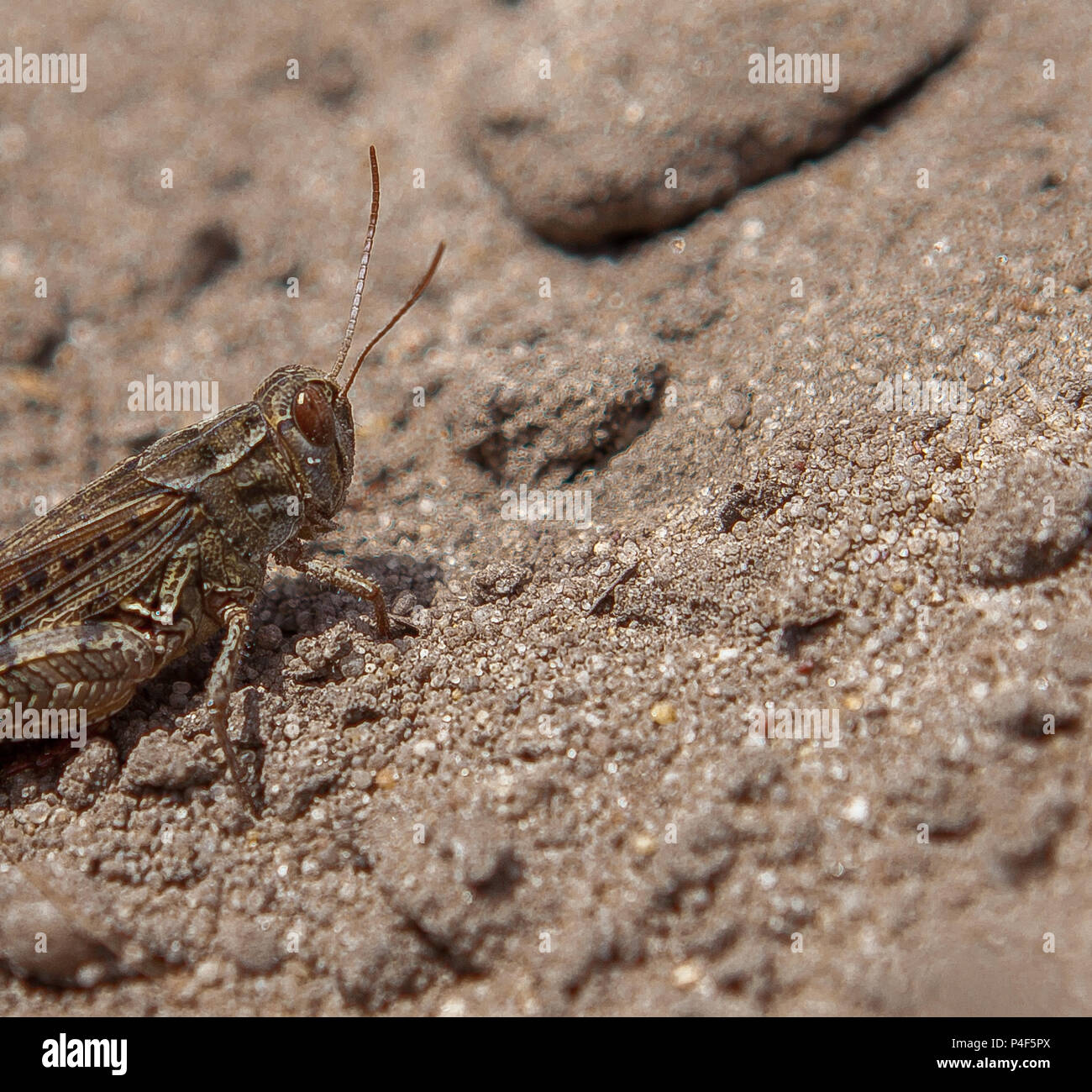 Close-up portrait of grey Woodland Grasshopper on ground. This ...