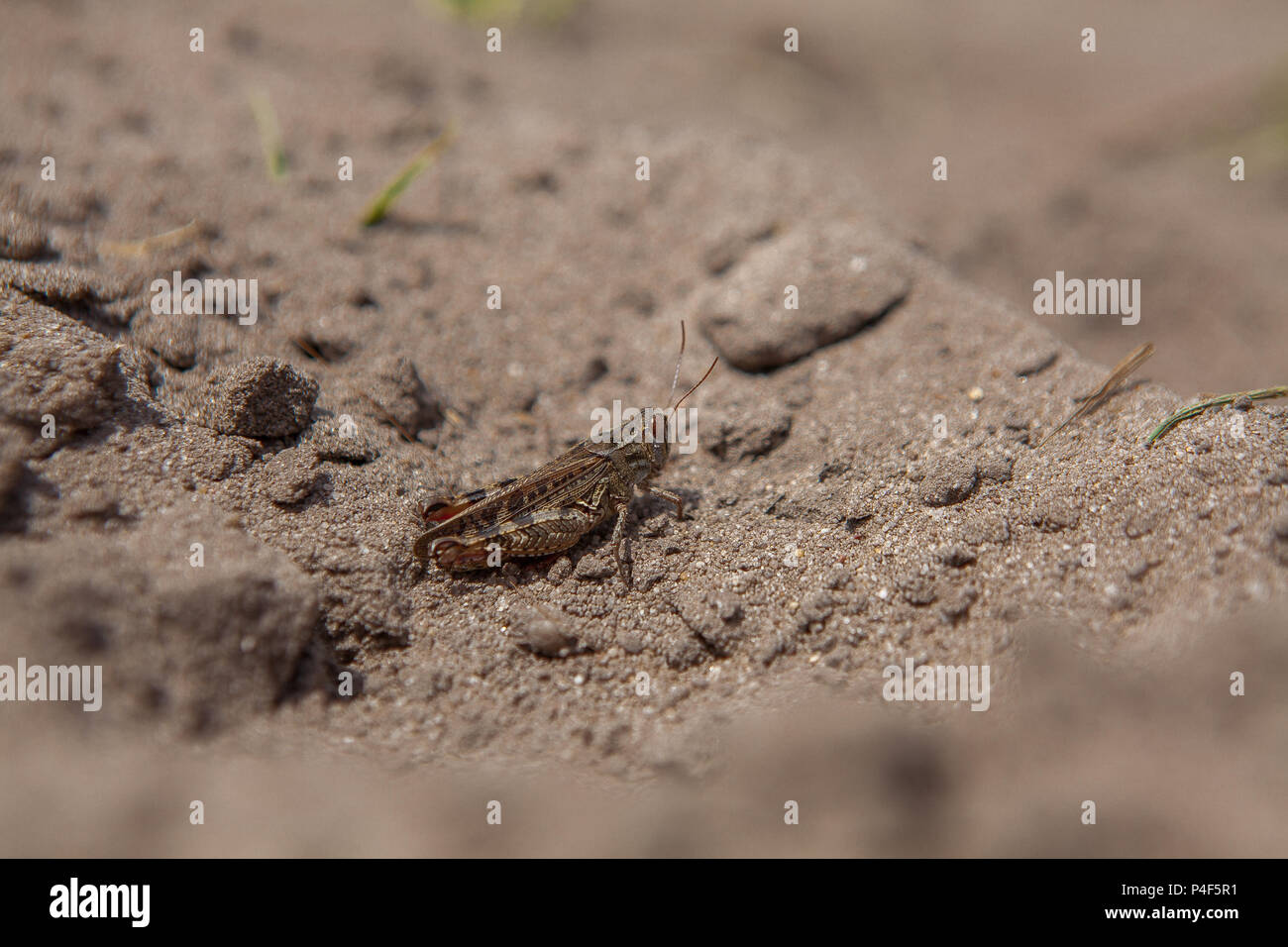 Close-up portrait of grey Woodland Grasshopper on ground. This ...