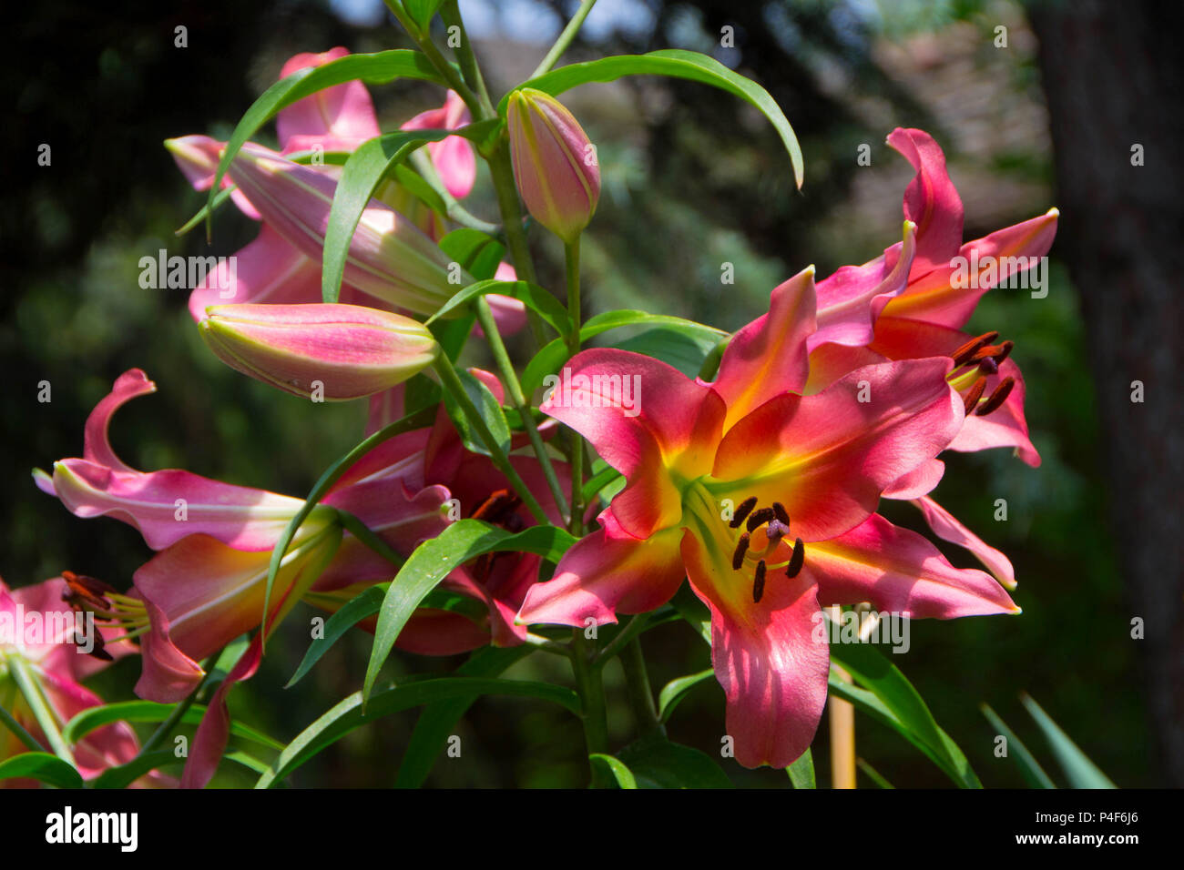 Lily tree hi-res stock photography and images - Alamy
