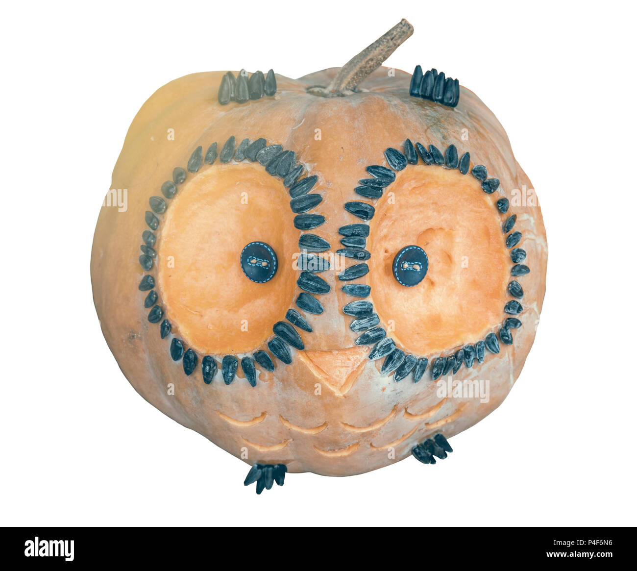 Pumpkin Bird isolated on white background cutout with selective focus ...