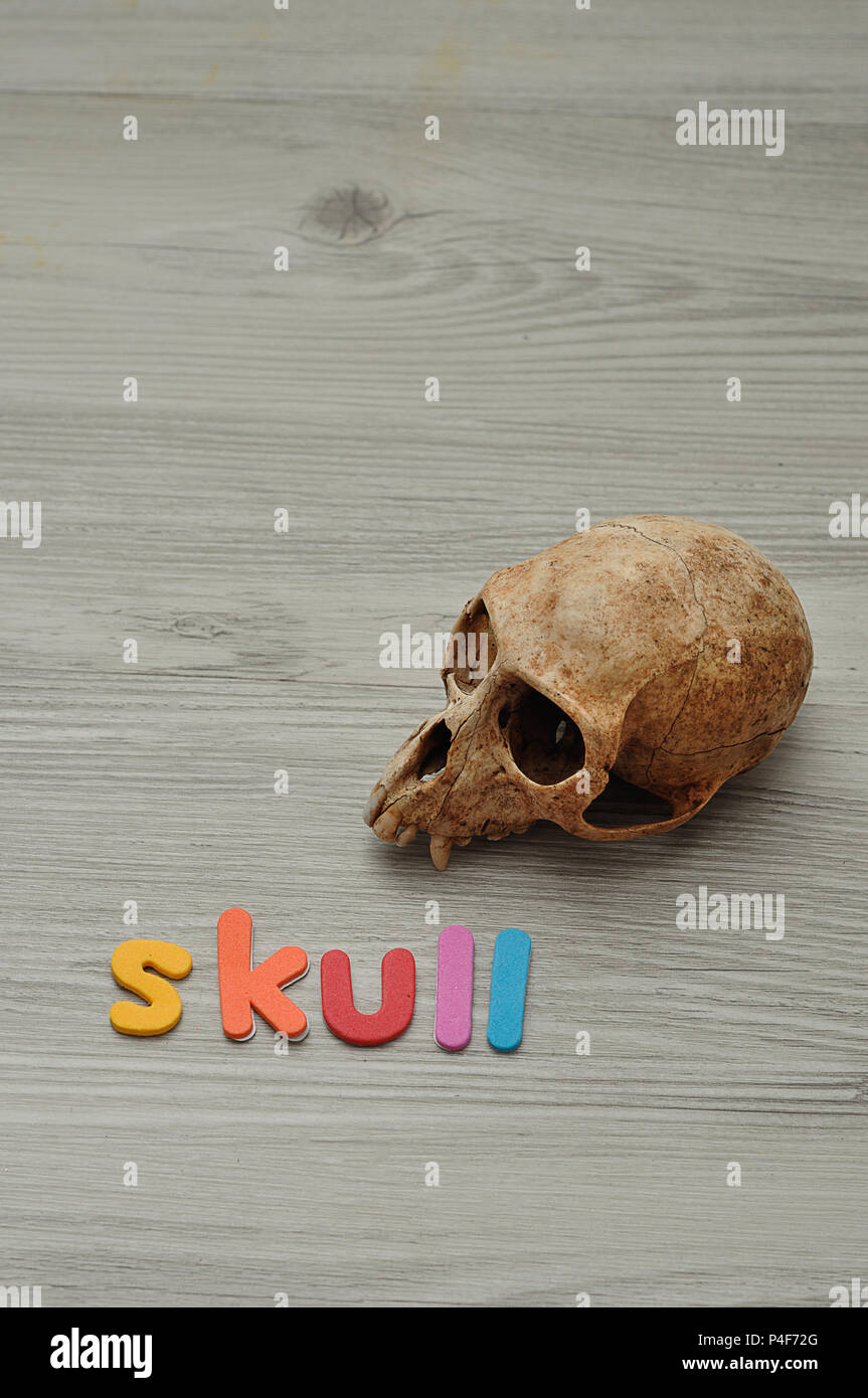 The word skull with a monkey skull Stock Photo - Alamy
