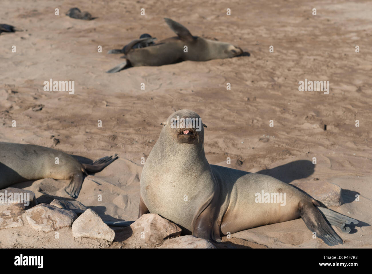 Sea Lion Colony in Namibia taken in January 2018 Stock Photo - Alamy