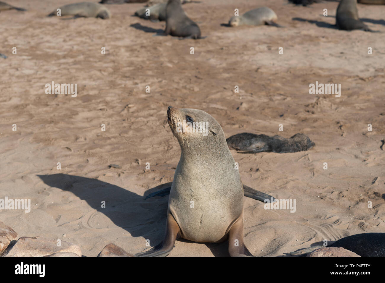 Sea Lion Colony in Namibia taken in January 2018 Stock Photo - Alamy