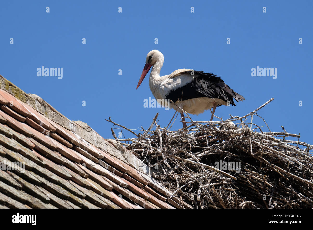 White Stork and nest on top of refurbished wooden houses in european ...