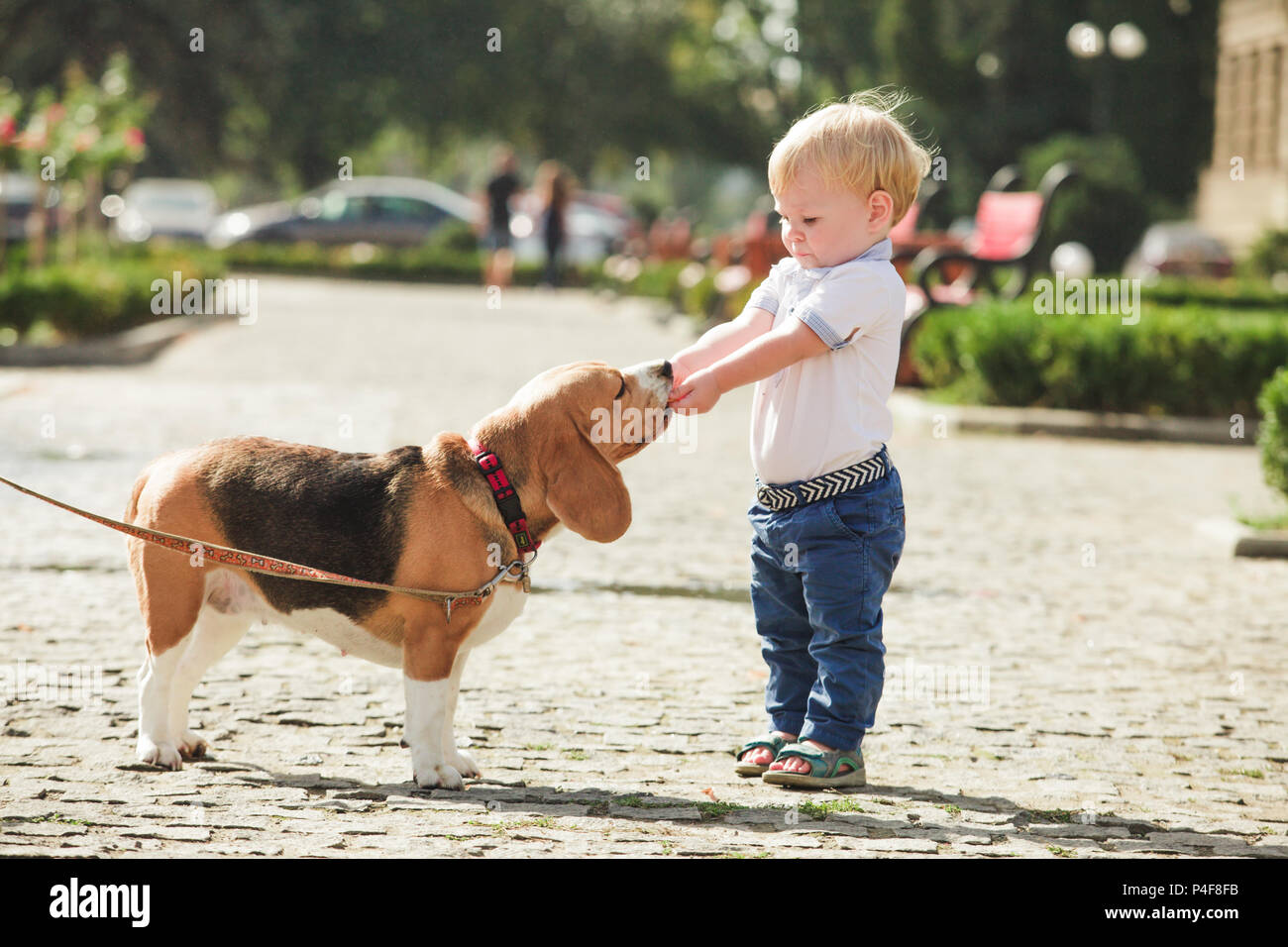 Child kid boy dog treat pet hi-res stock photography and images - Alamy
