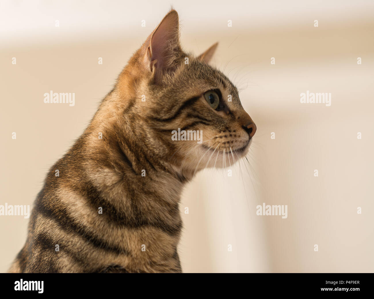 Crazy hair animals hi-res stock photography and images - Alamy
