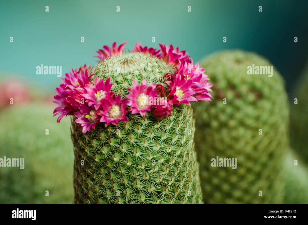 Cactus Pink Flower Stock Photo - Alamy