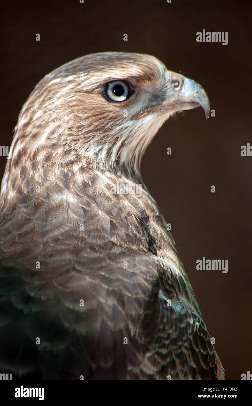 Jackal Buzzard portrait Stock Photo - Alamy