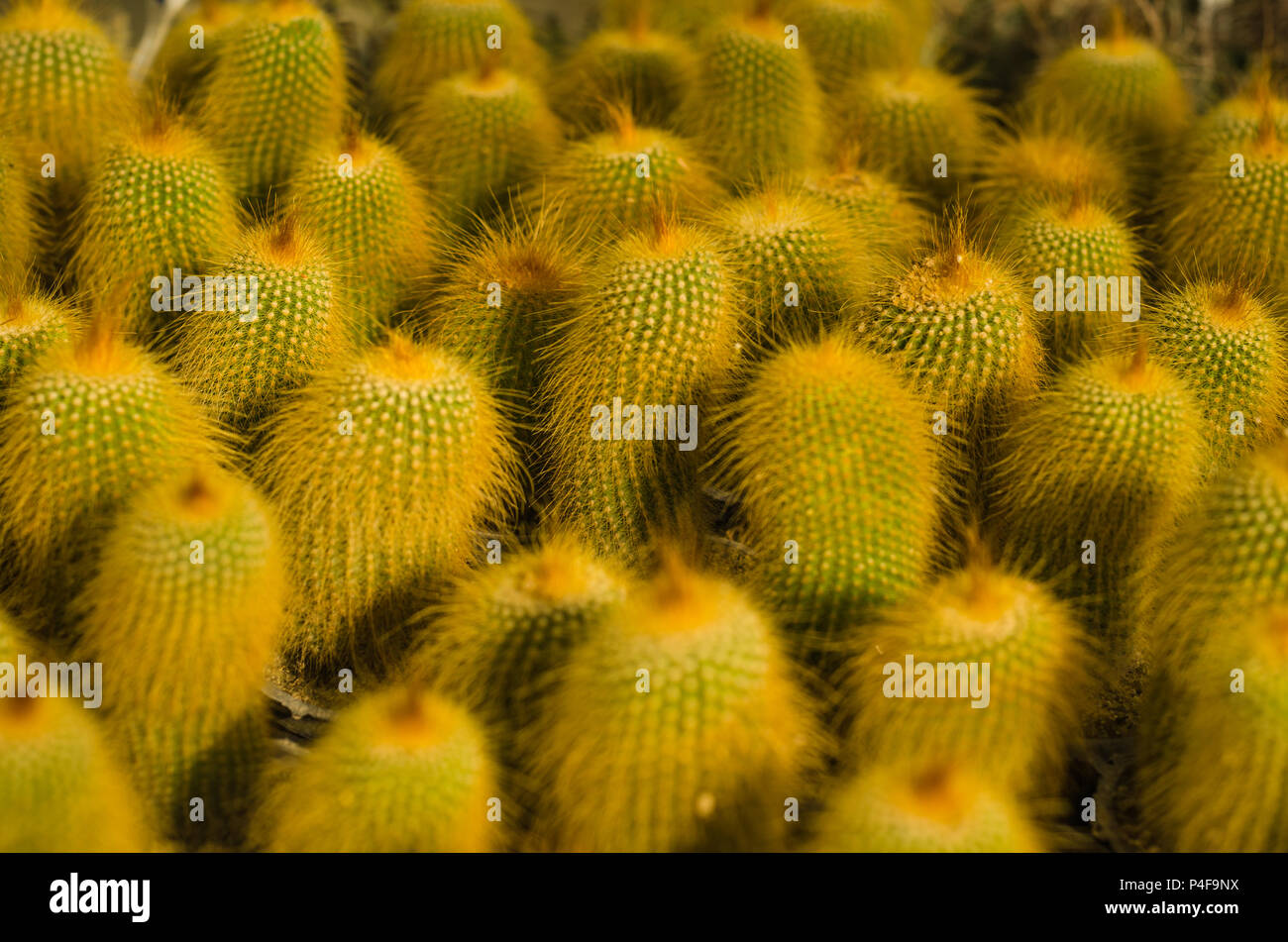 Cucumber cactus hi-res stock photography and images - Alamy