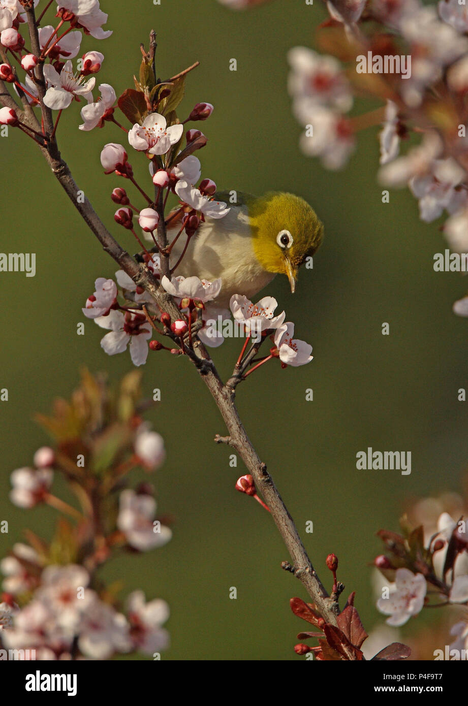 Chestnut-flanked White-eye (Zosterops erythropleurus) adult feeding at ...