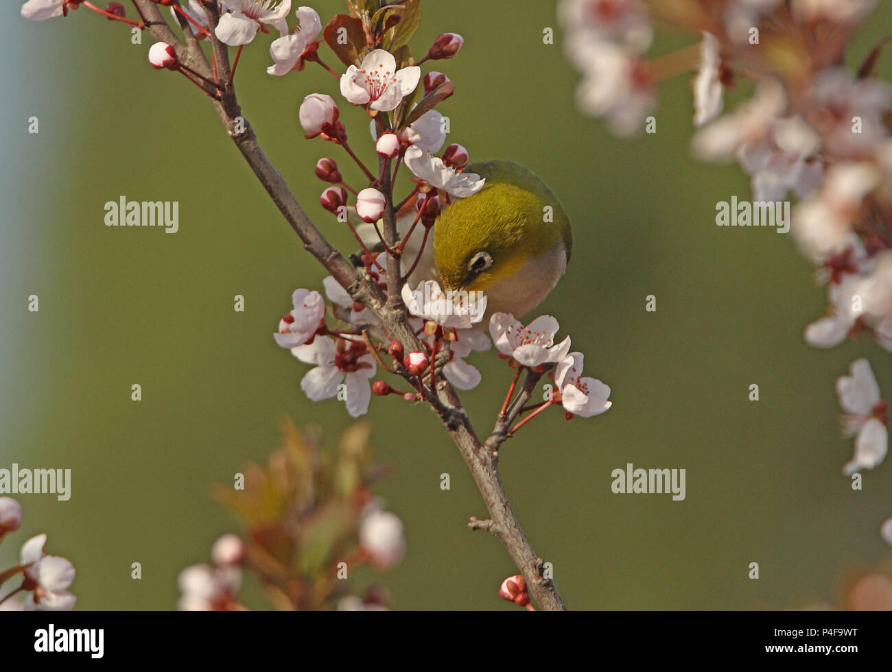 Chestnut flanked hi-res stock photography and images - Alamy