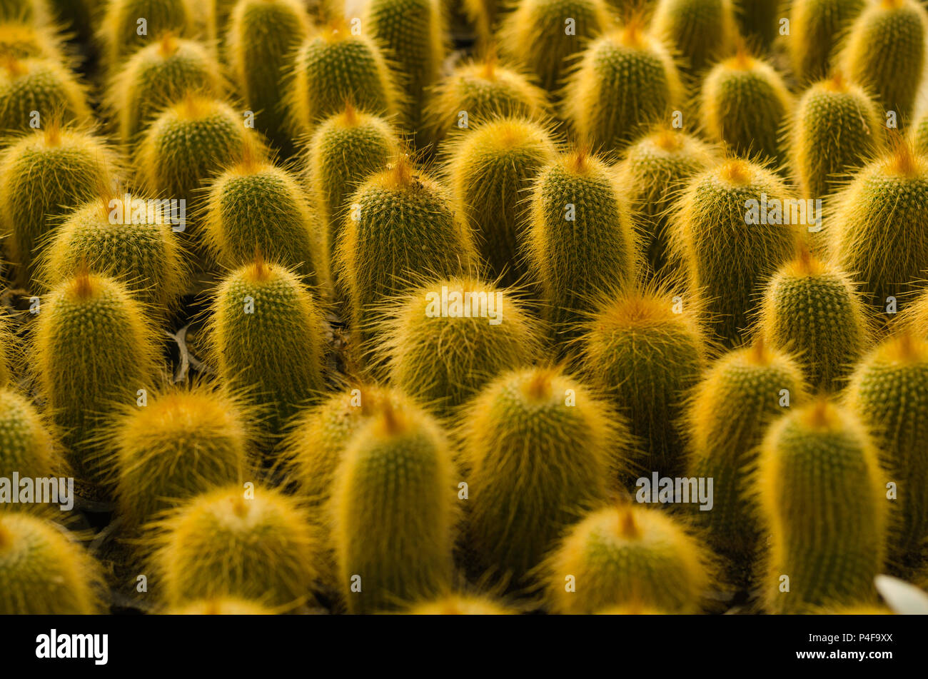 Cucumber cactus hi-res stock photography and images - Alamy