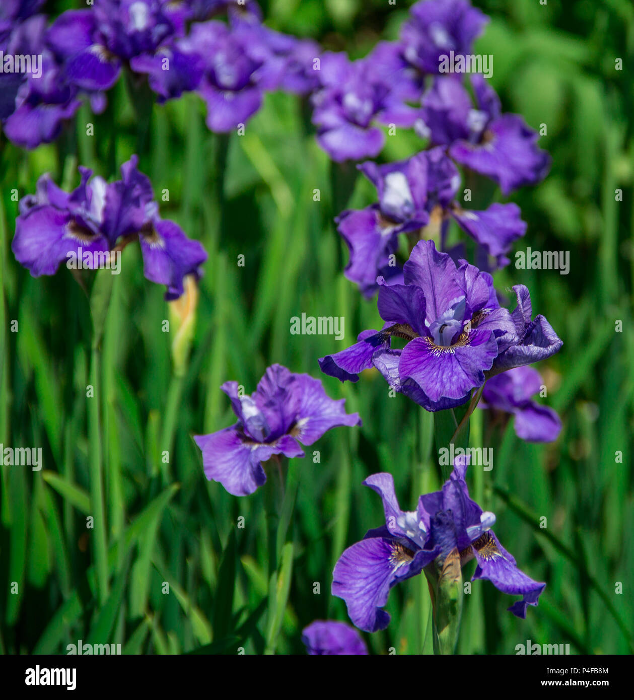 Violet iris hi-res stock photography and images - Alamy