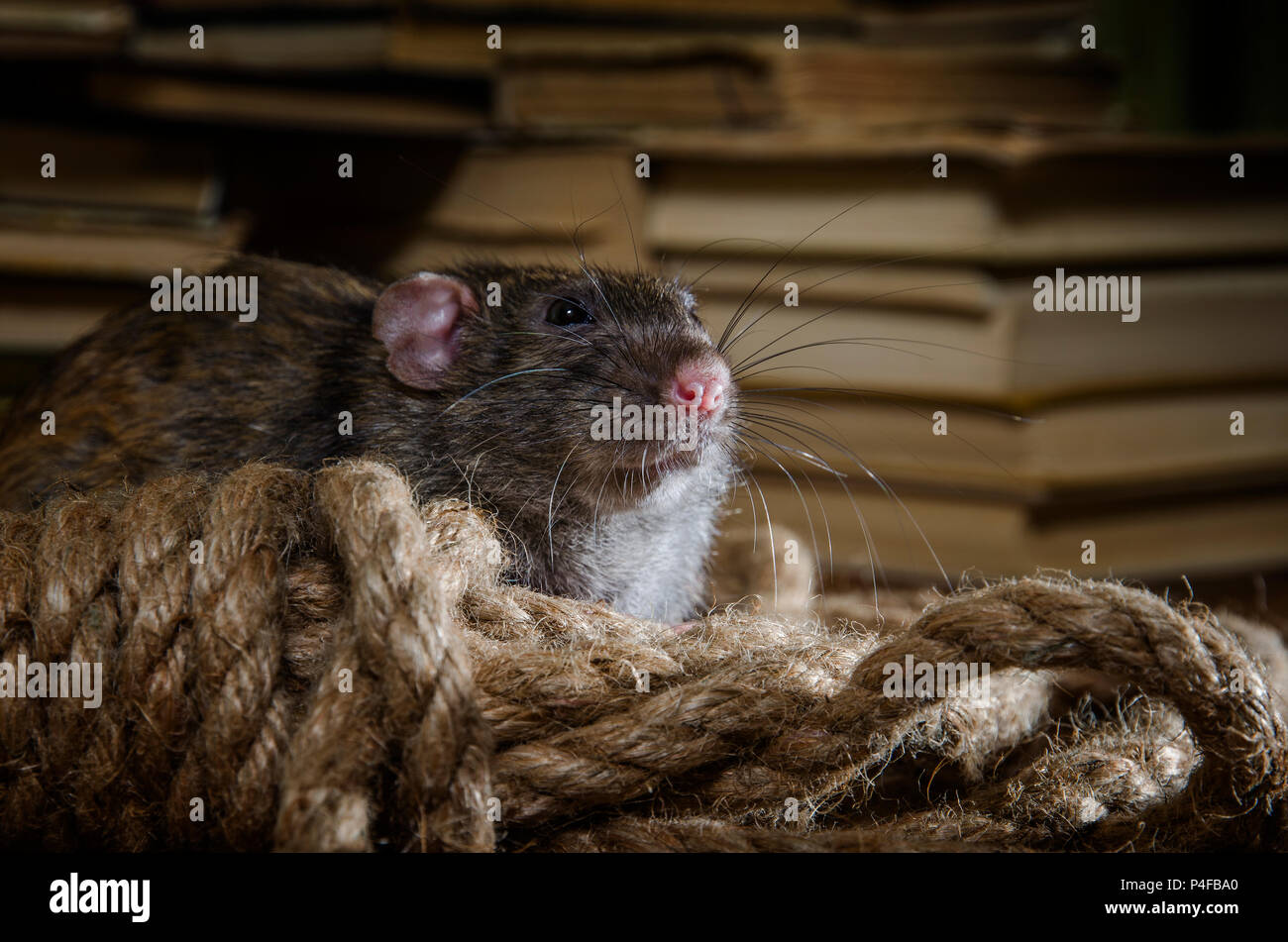 Rat animal table hi-res stock photography and images - Alamy