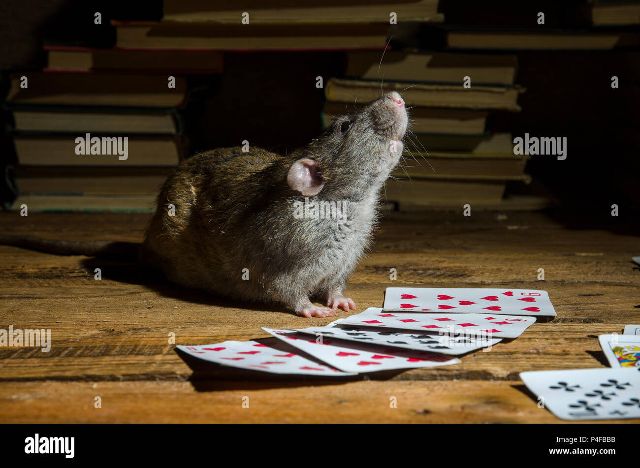 Old rat pet hi-res stock photography and images - Alamy