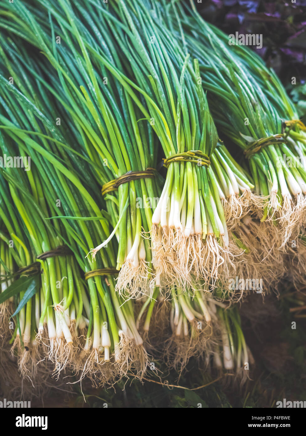 Bunches spring onions hi-res stock photography and images - Alamy