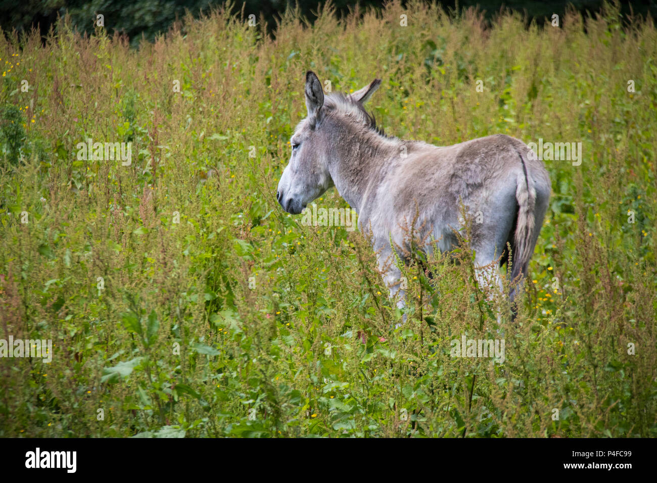 Ireland donegal donkey hi-res stock photography and images - Alamy
