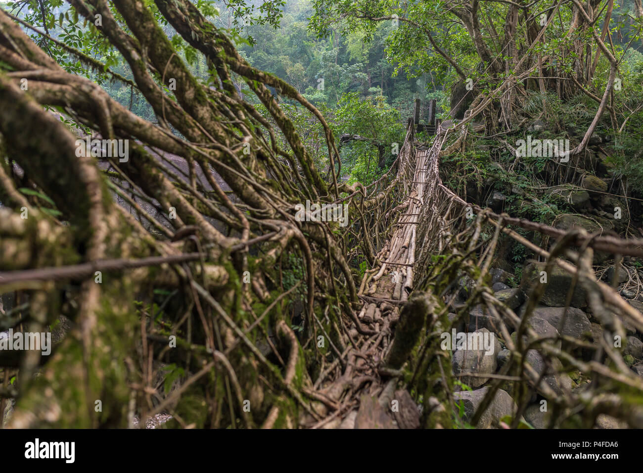 Living roots bridge near Nongriat village, Cherrapunjee, Meghalaya ...