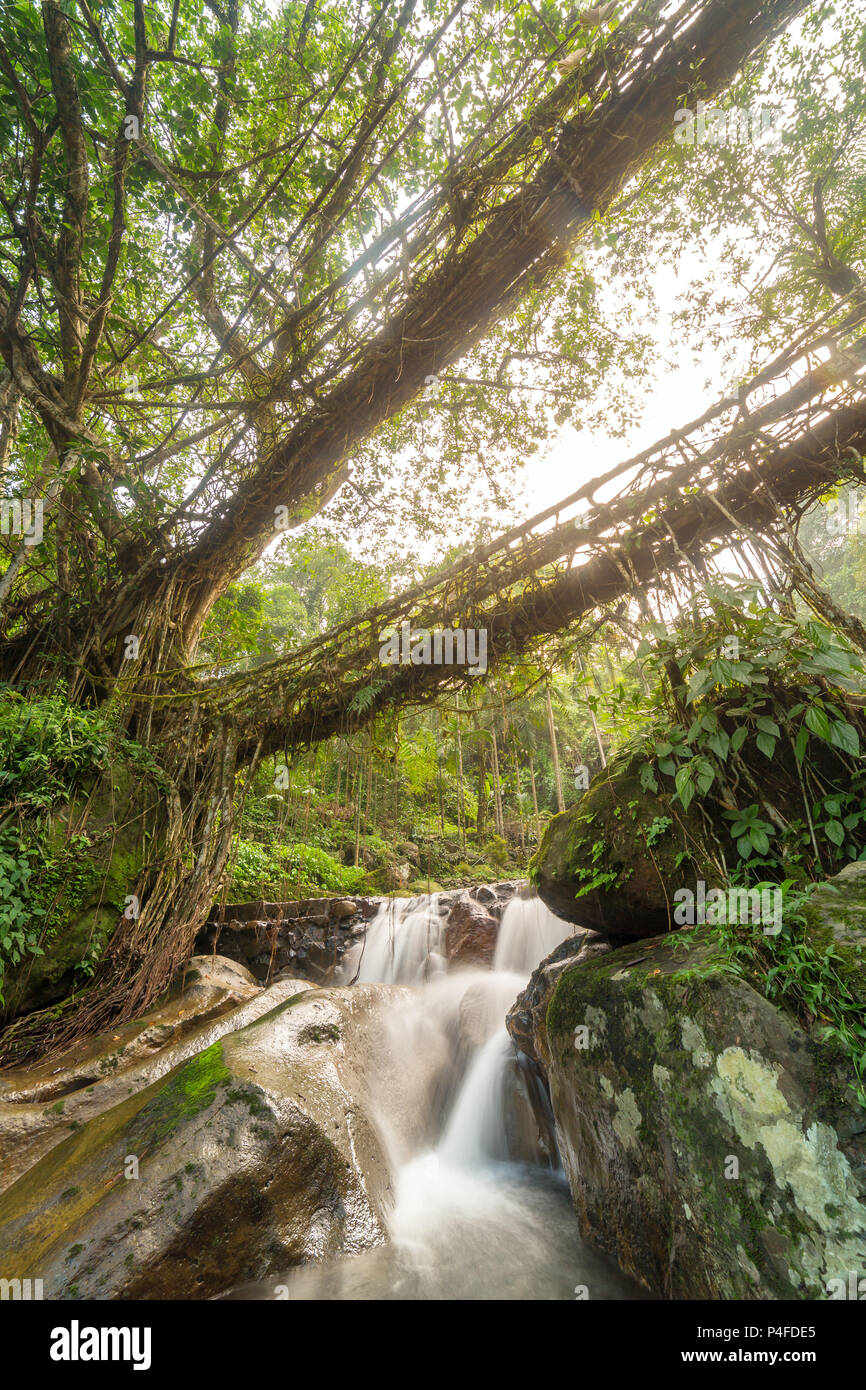 Famous Double Decker living roots bridge near Nongriat village ...
