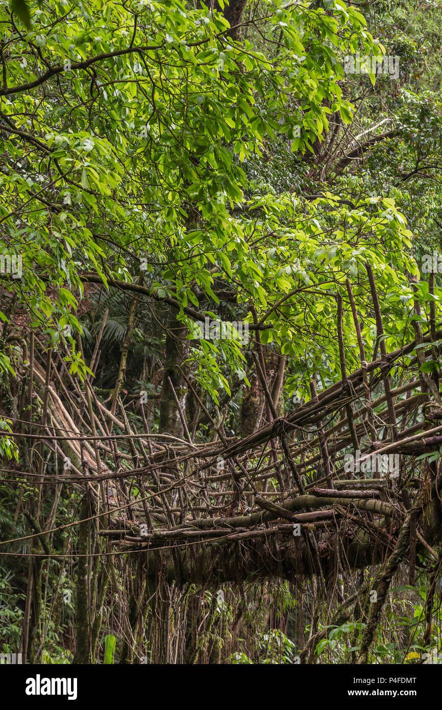 Living root bridge meghalaya hi-res stock photography and images - Alamy