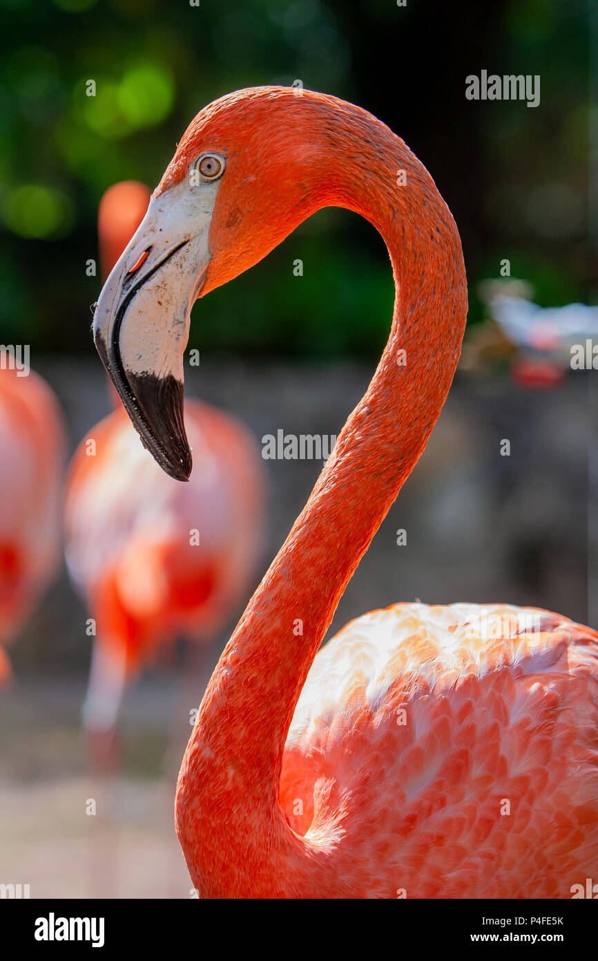 Portrait of Flamingo bird in his natural environment Stock Photo - Alamy