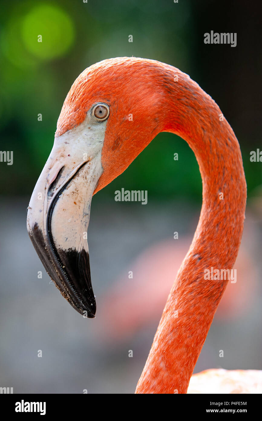 Portrait of Flamingo bird in his natural environment Stock Photo - Alamy