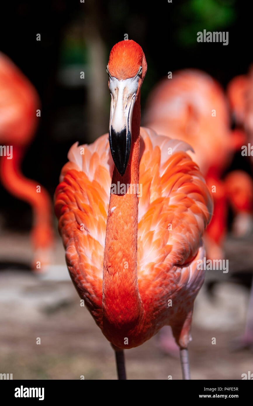Caribbean flamingo bahamas hi-res stock photography and images - Alamy