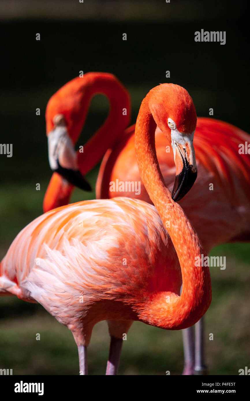 Portrait of a pair of flamingo birds in their natural environment Stock ...