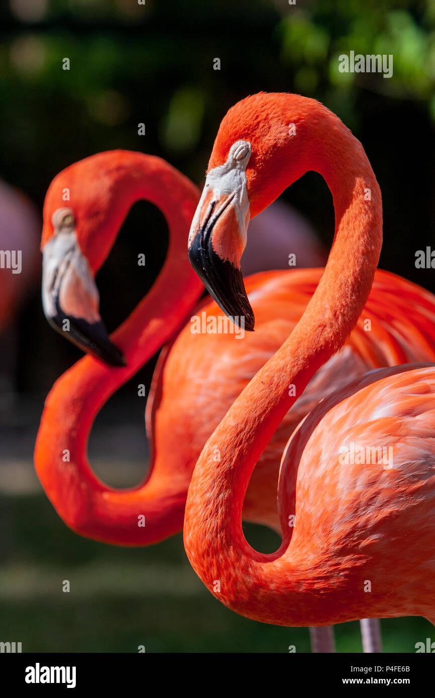 Portrait of a pair of flamingo birds in their natural environment Stock ...
