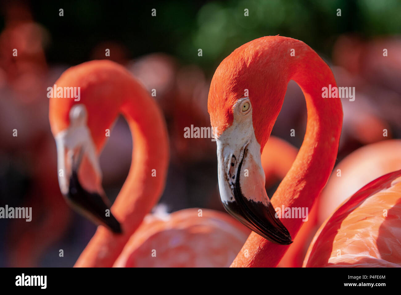 Pink flamingo at sunset hi-res stock photography and images - Alamy