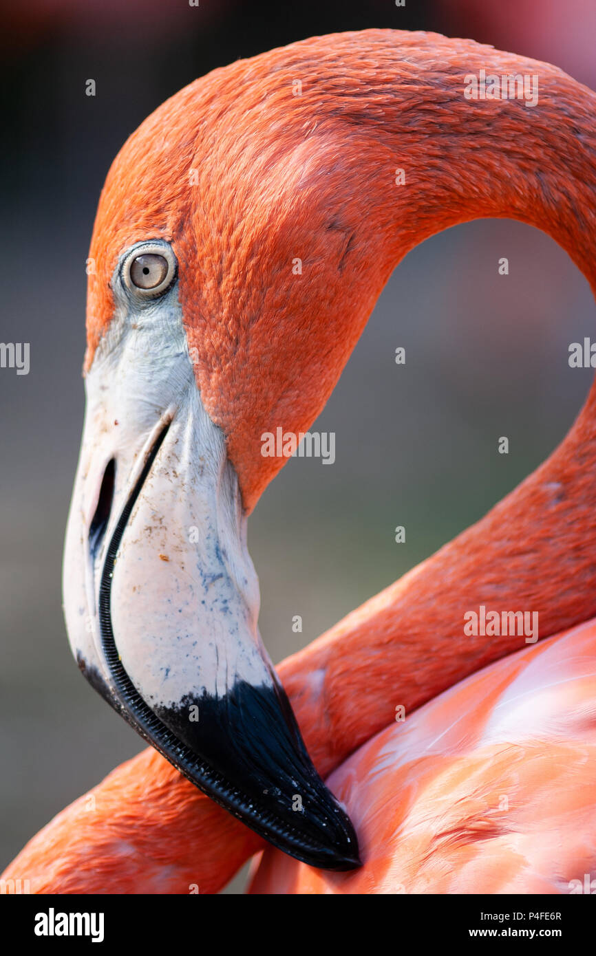 Caribbean flamingo bahamas hi-res stock photography and images - Alamy