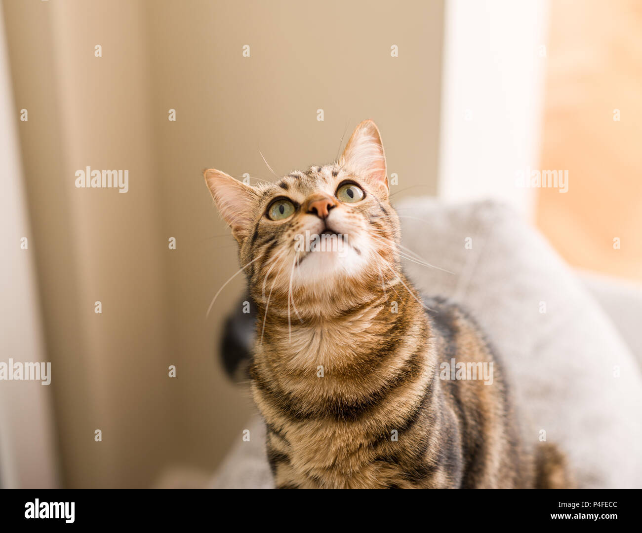 Domestic cat at home Stock Photo - Alamy