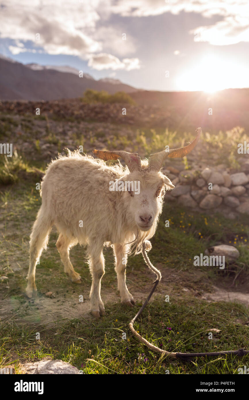 Himalayan goat hi-res stock photography and images - Alamy