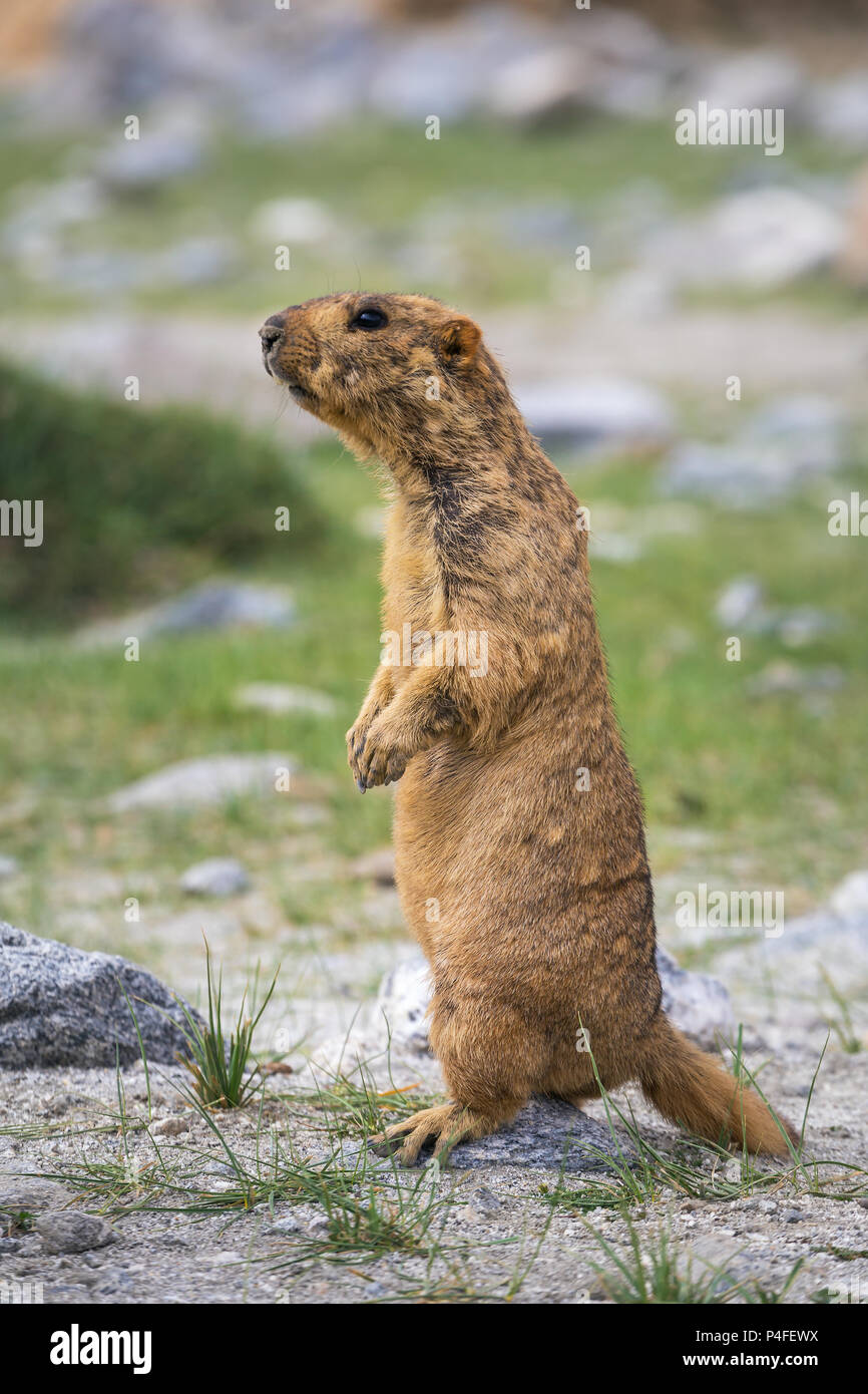 Cute brown Himalayan marmot near Pangong lake, Ladakh, India Stock ...