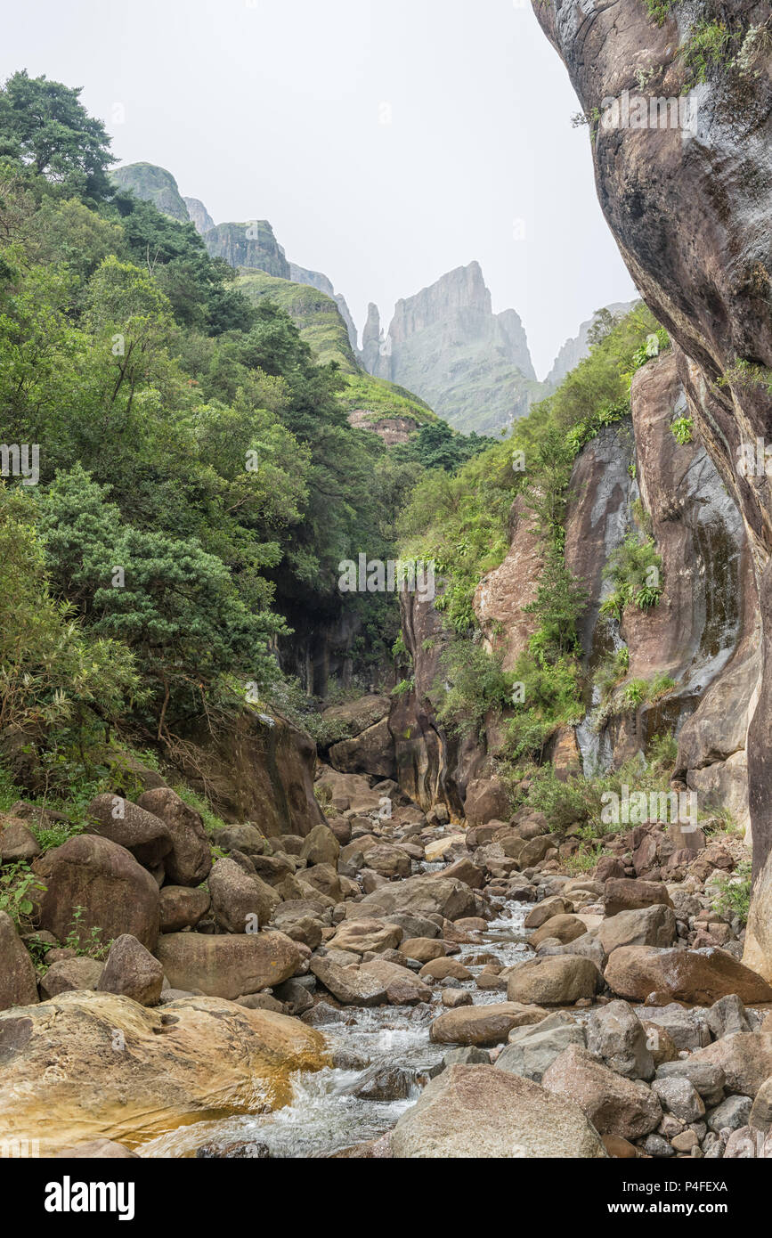 Devils toothpick hi-res stock photography and images - Alamy