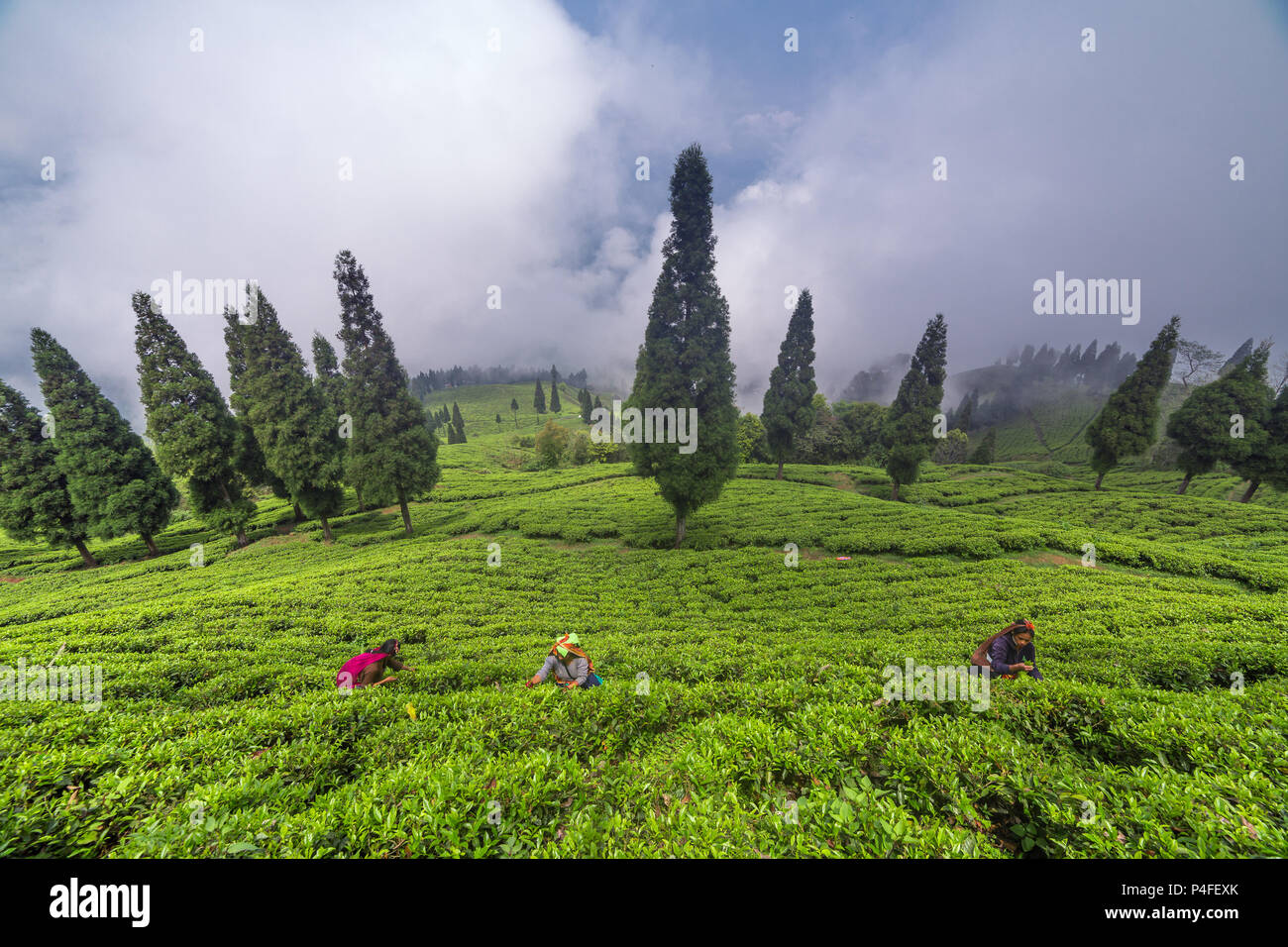 Sikkim, India - April 21, 2017: Indian woman is picking up the fresh ...