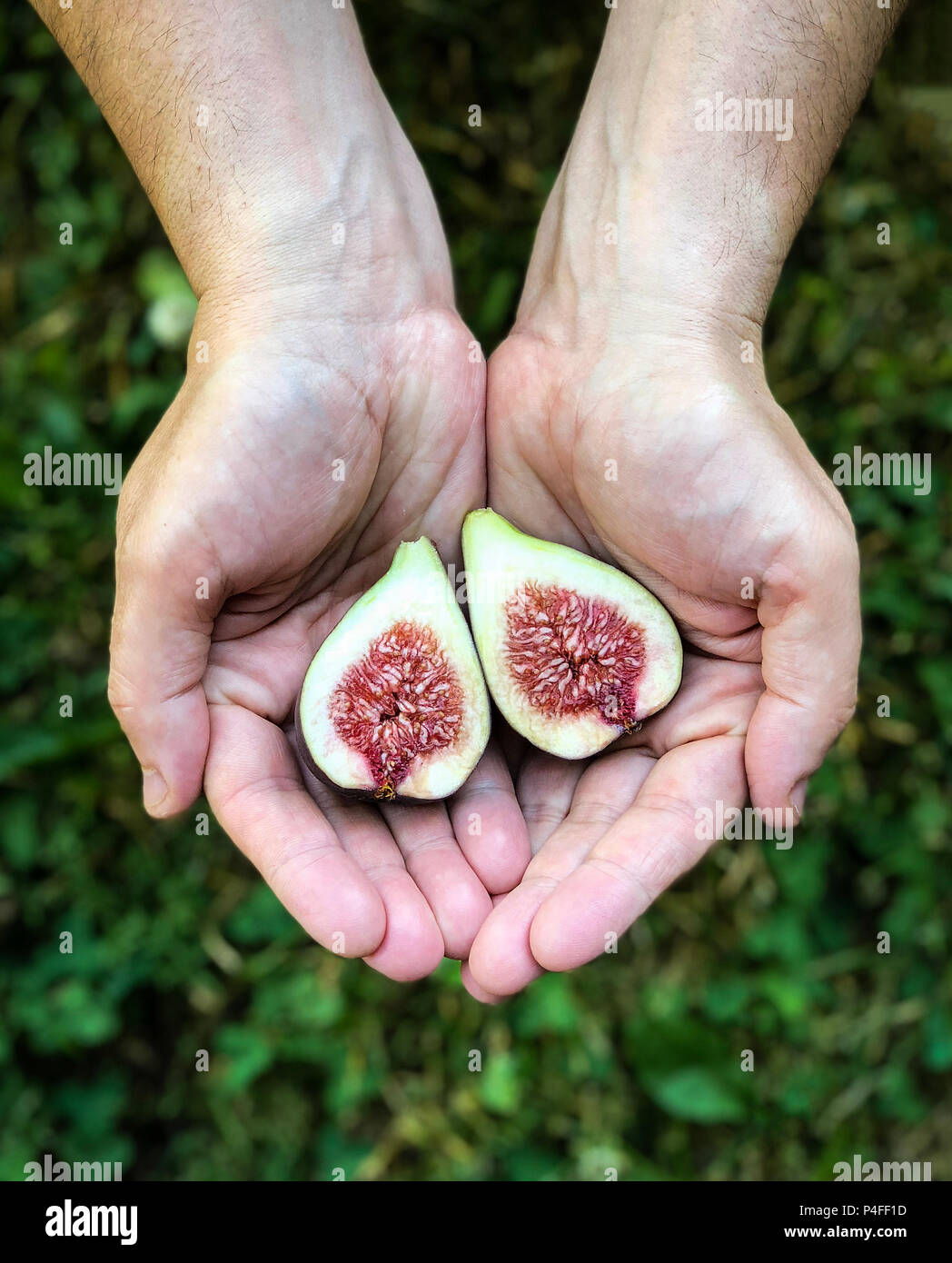 Hands holding figs hi-res stock photography and images - Alamy