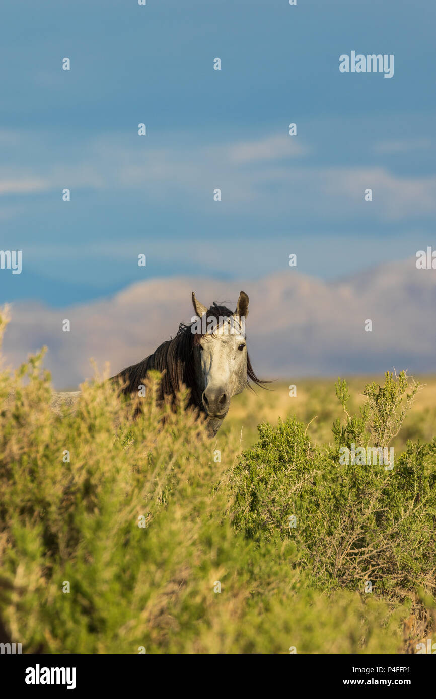 Wild horse Stallion Portrait Stock Photo - Alamy
