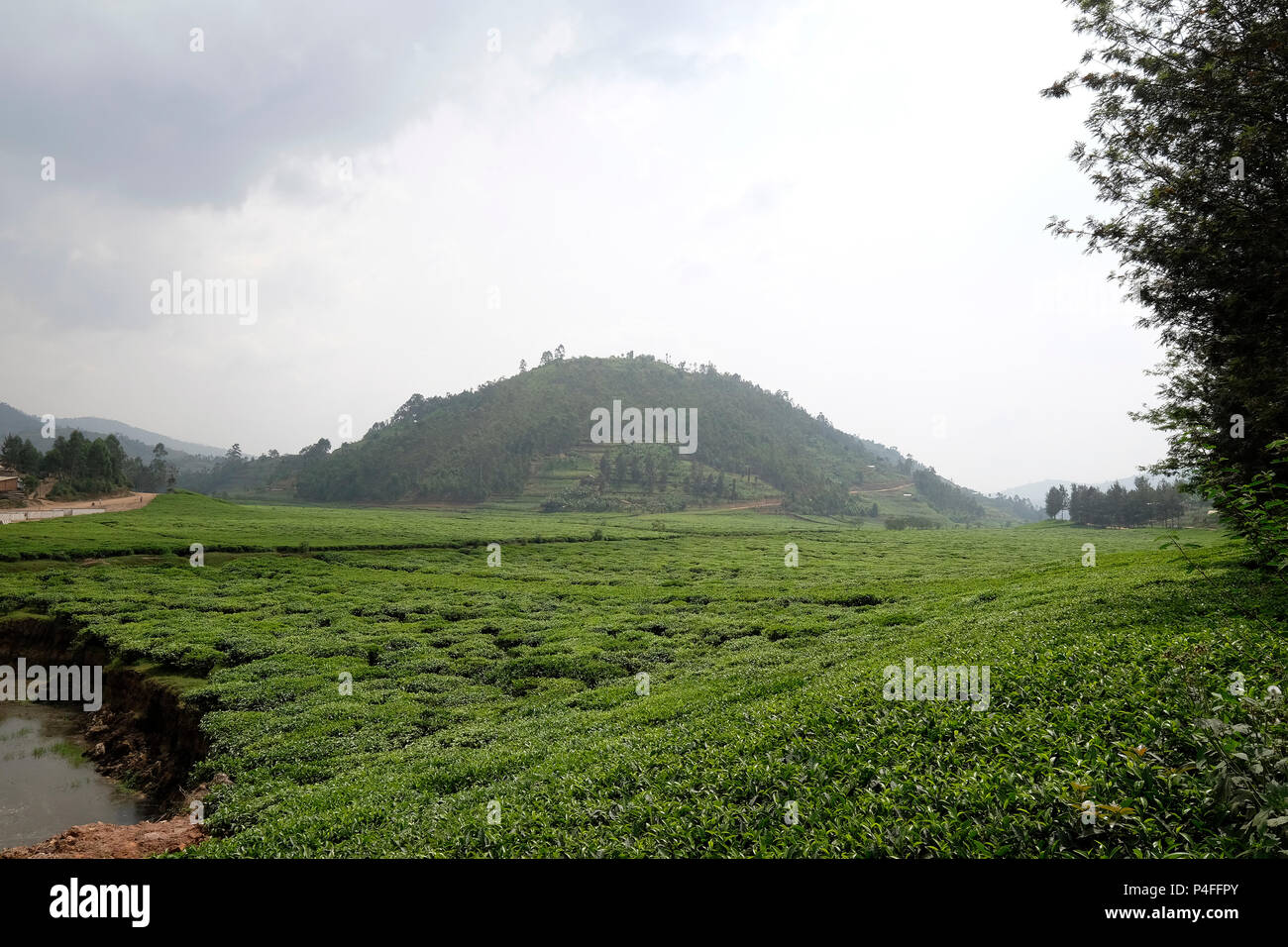 Rwanda, surrounding of Ruhengeri, tea cultivation Stock Photo - Alamy