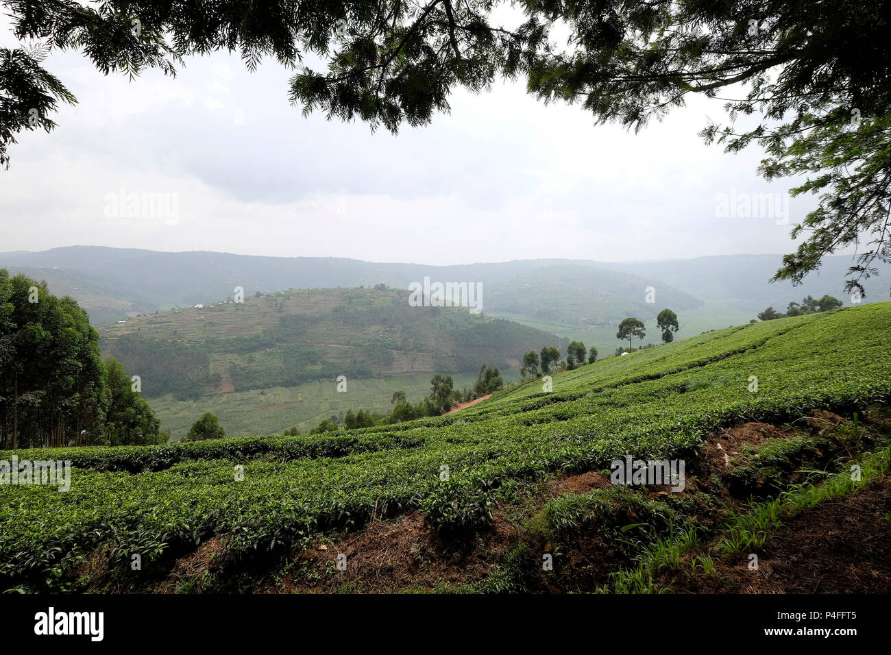 Rwanda tea hills hi-res stock photography and images - Alamy