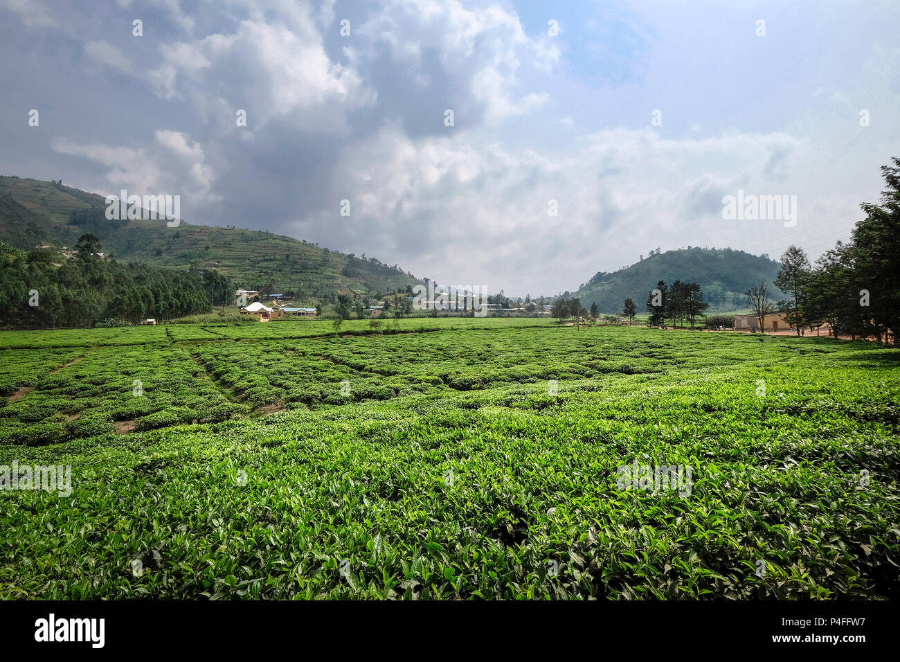 Rwanda tea hills hi-res stock photography and images - Alamy