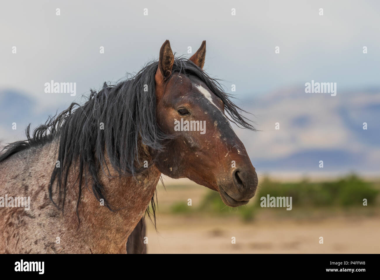 Wild horse Stallion Portrait Stock Photo - Alamy