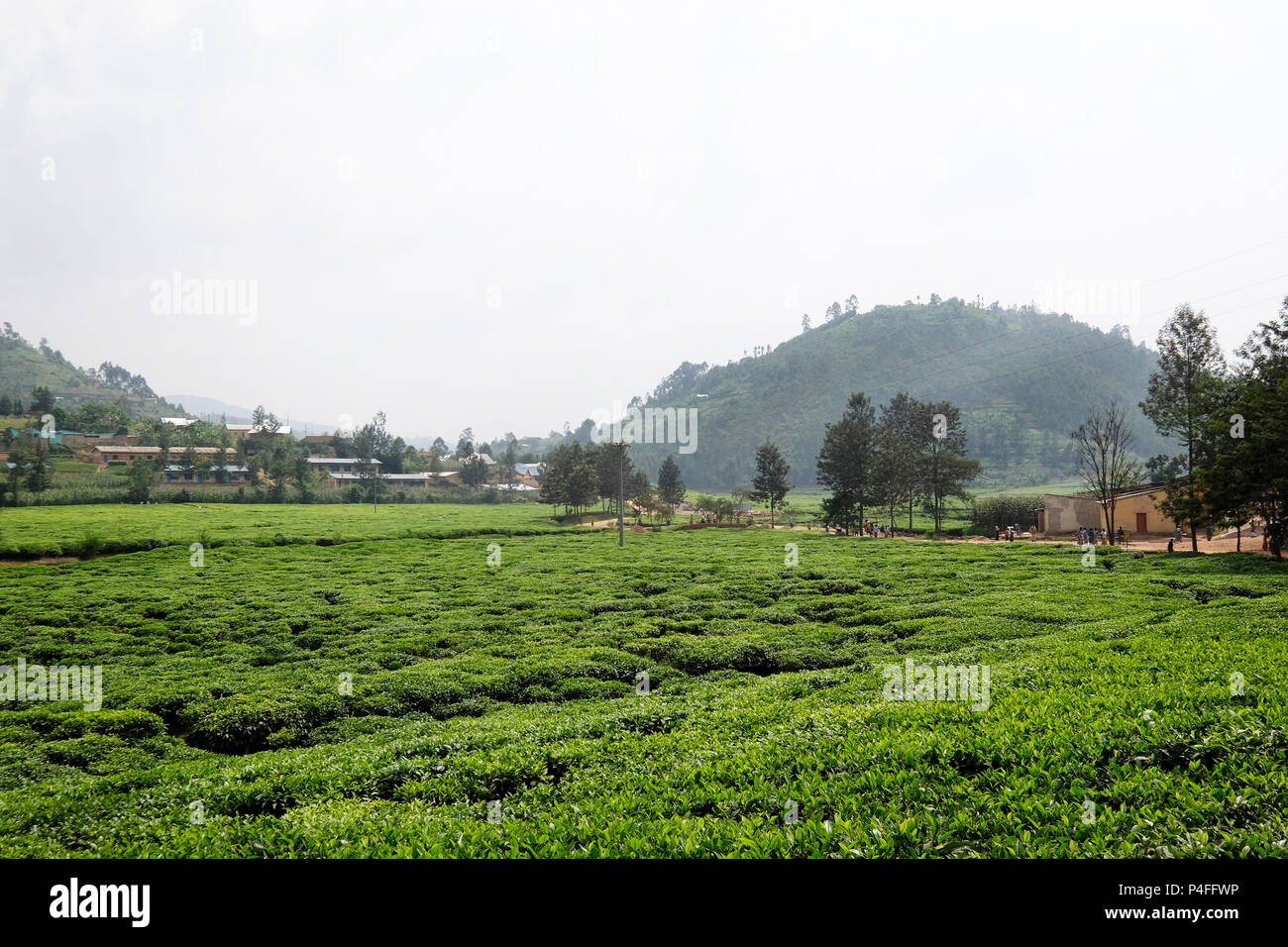 Rwanda, surrounding of Ruhengeri, tea cultivation Stock Photo - Alamy