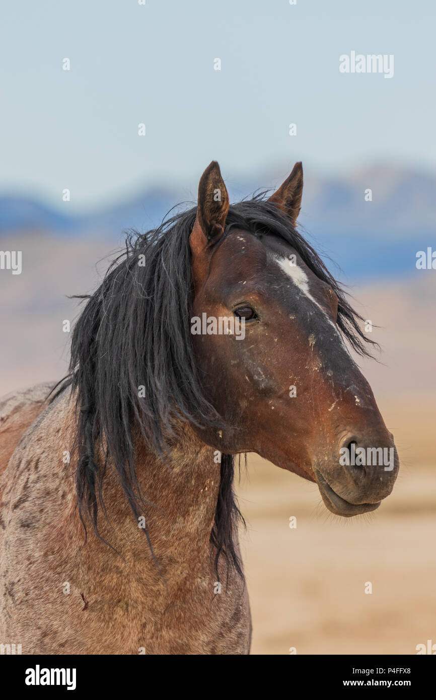 Wild horse Stallion Portrait Stock Photo - Alamy